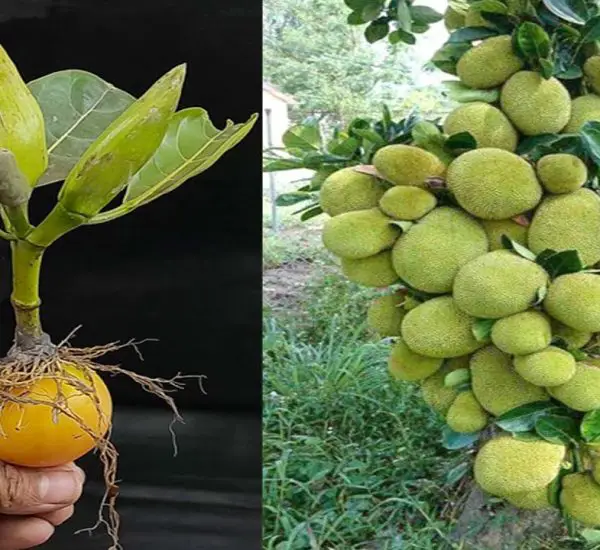 How to Grow a Plum Tree from a Cutting: A Step-by-Step Guide – Organic ...