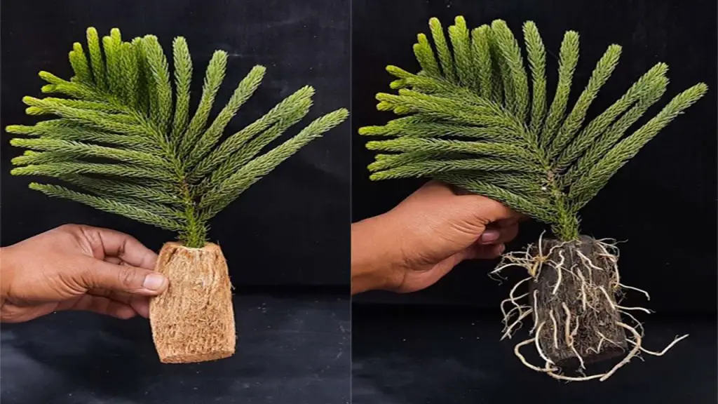Easy Way to Grow a Christmas Tree (Pine Tree) from Cuttings Using a ...