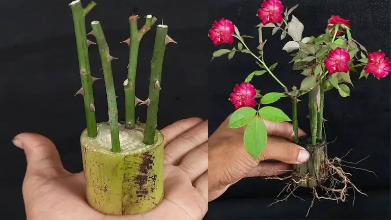 Innovative Method: Growing Rose Cuttings in a Banana Tree Trunk for ...