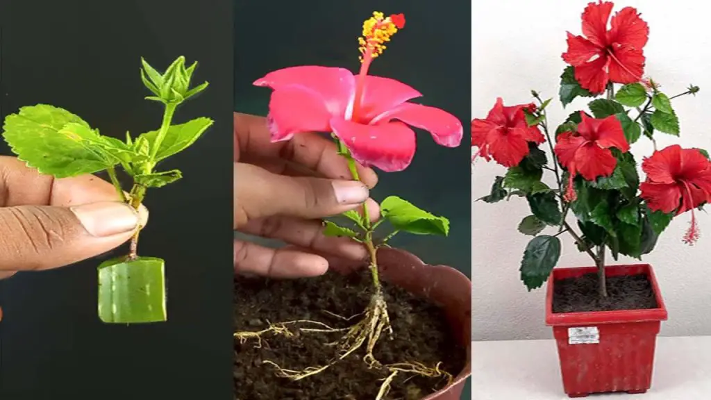How to Propagate China Rose Tree from Cuttings – 100% Success 🌿🌺 ...