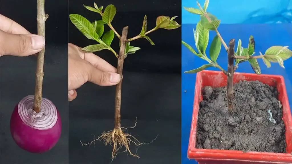 Simple Method: How to Grow a Guava Plant from Cuttings Using an Onion 🌱 ...