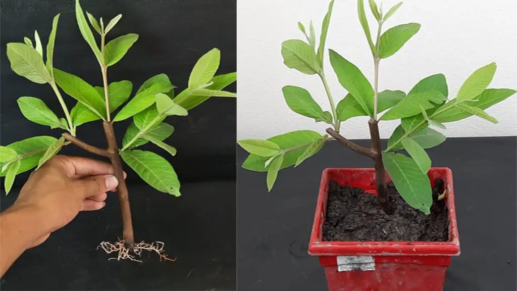 Easy Method to Grow Guava Tree from Cuttings in Water – 100% Success! 🌱 ...