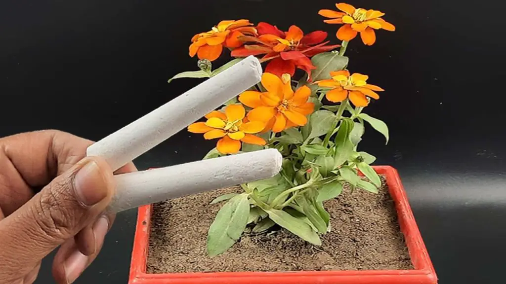 Boost Plant Growth Naturally: Use Chalk to Get Calcium for Gardening ...