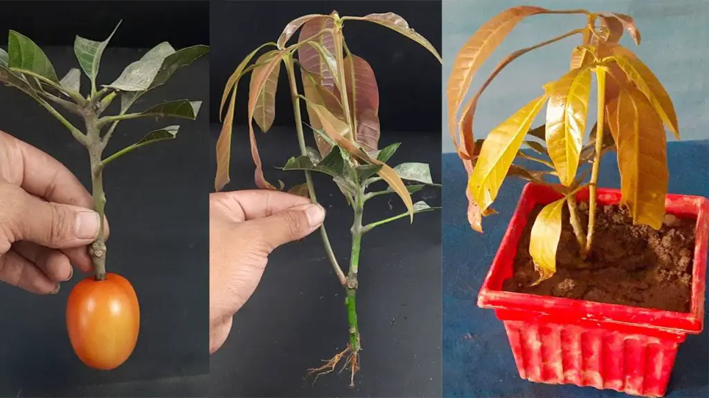 How to Grow Mango Plant from Cutting in a Tomato: An Easy Guide for ...