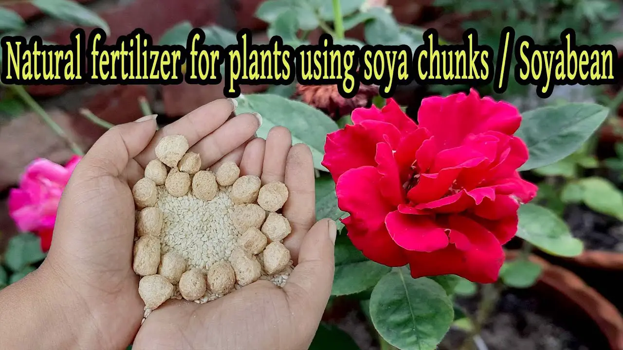 How to Use Soya Chunks (Soybean) as a Natural Fertilizer for Your ...