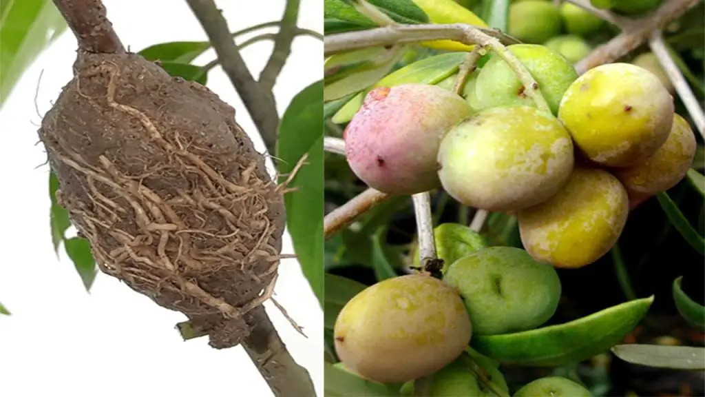 🌿 Simple & Effective Air Layering Technique for Olive Trees 🫒 – Organic ...