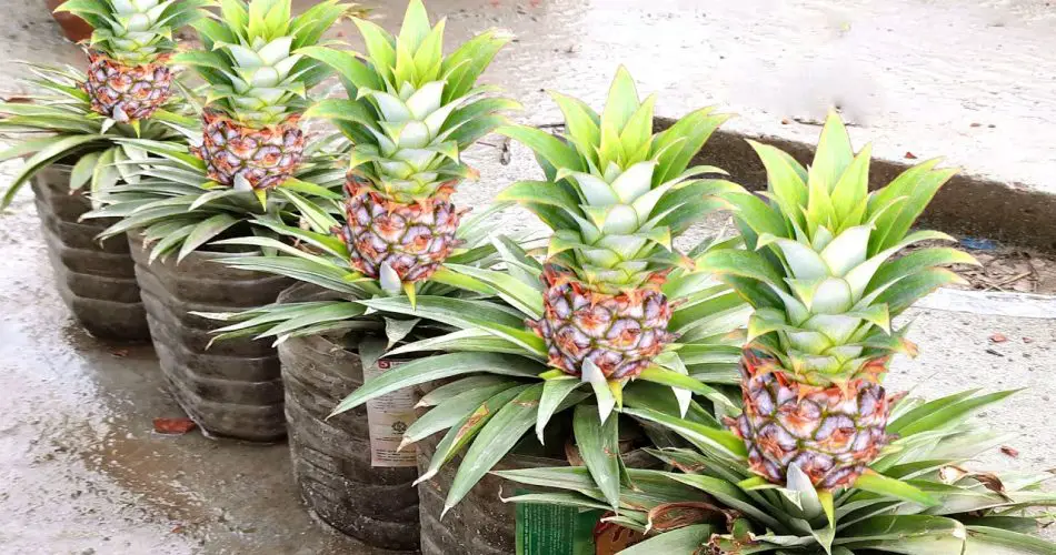 “Easy Step-by-Step Guide to Growing Pineapples at Home – DIY Pineapple ...