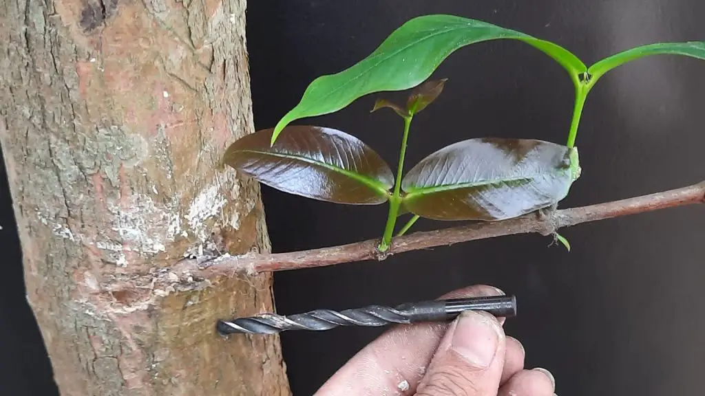Quick & Easy: Graft Fruit Tree Scions with a Drill for Rapid Results! 🌿 ...