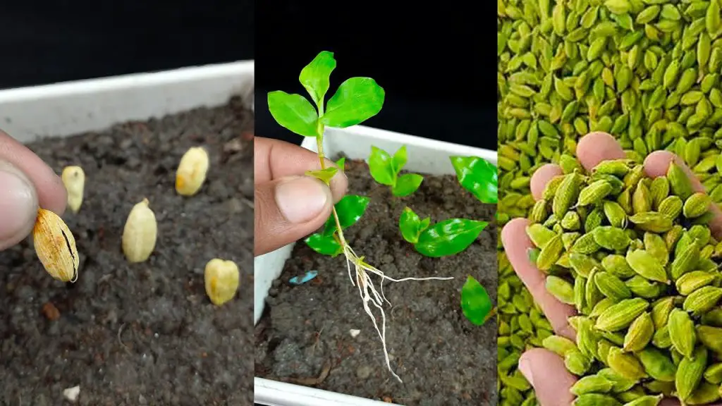 Easy Guide: How to Grow Cardamom from Seeds | Proper Way to Grow at ...