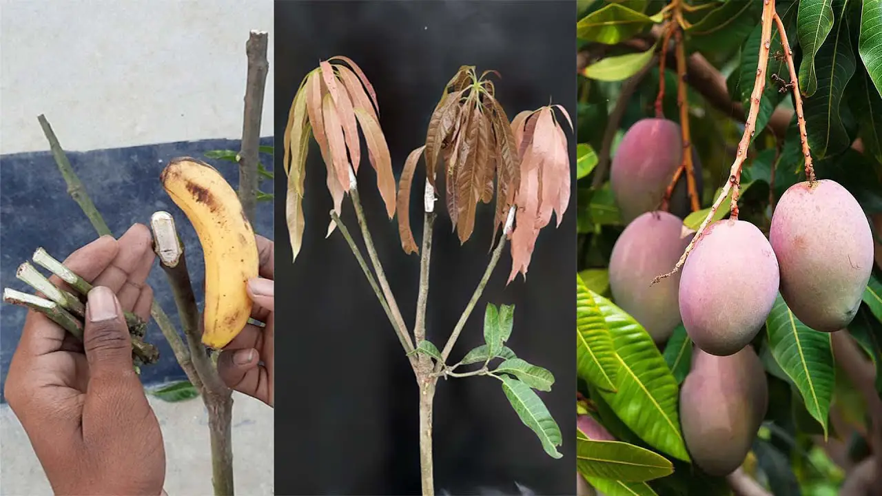 “Multiple Grafting Technique: Grow Different Mango Varieties on a Single Tree” 🌱🥭🌳 – Organic ...