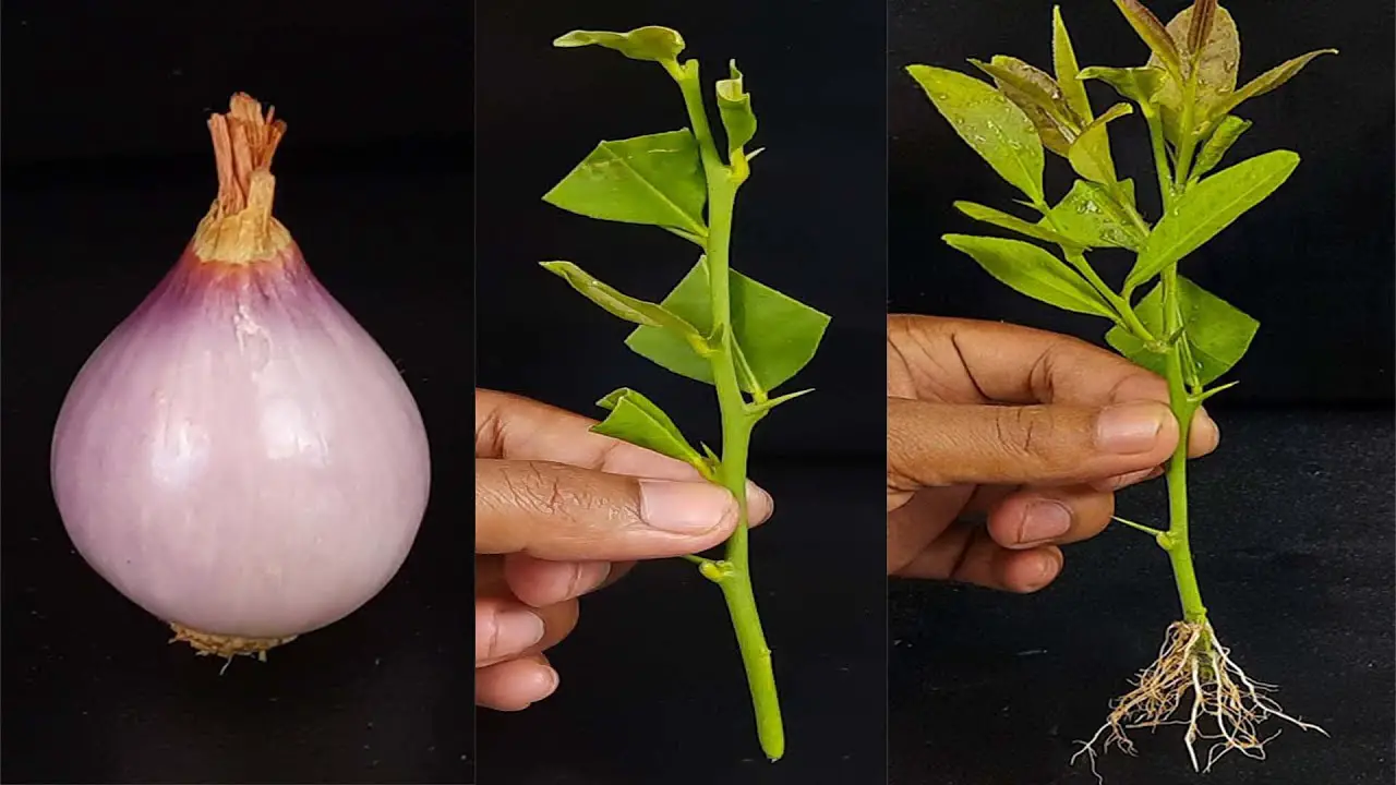 How to Grow a Lemon Plant from Cuttings in Easy Ways – Organic ...