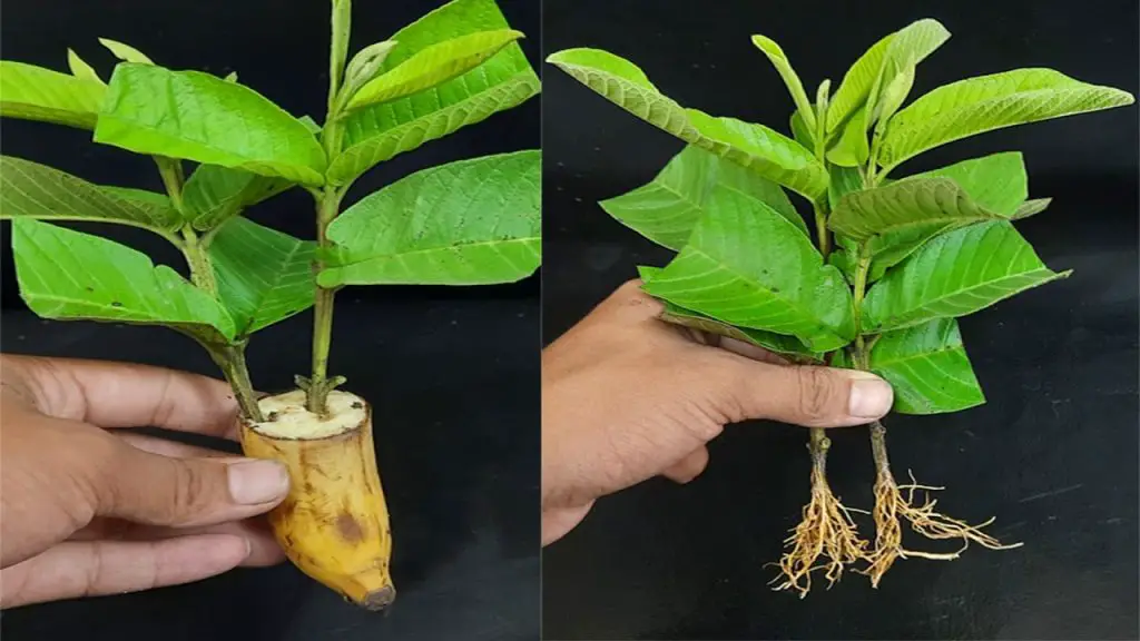 🌿 How to Grow a Guava Tree Cutting Using a Banana – Simple & Effective ...