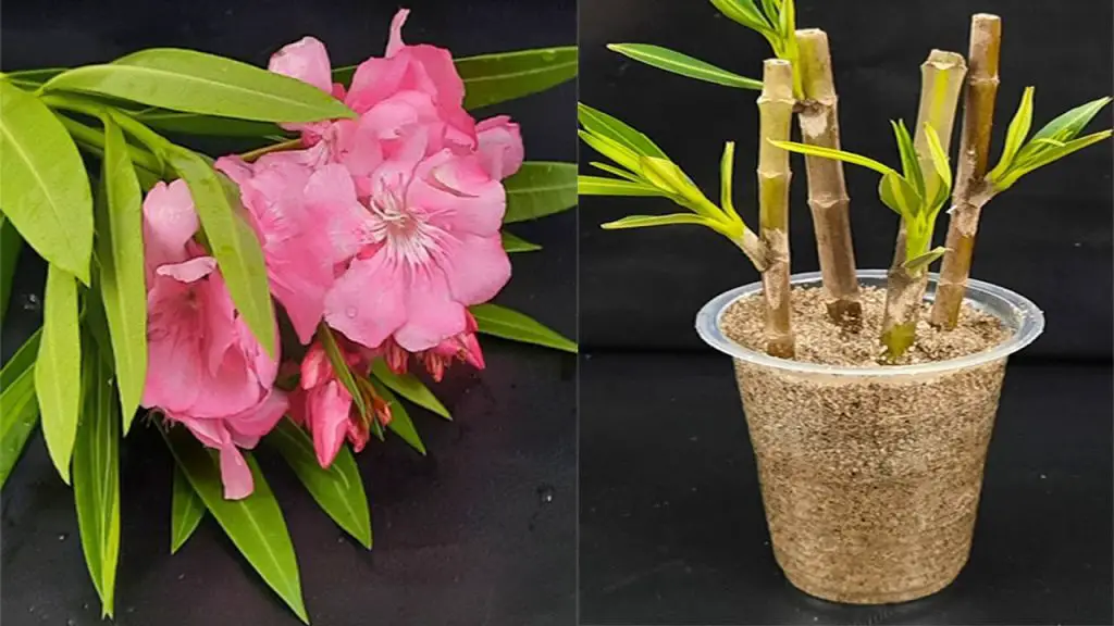 Sand Propagation Made Easy: Grow Oleander from Cuttings Effortlessly! 🌸 ...