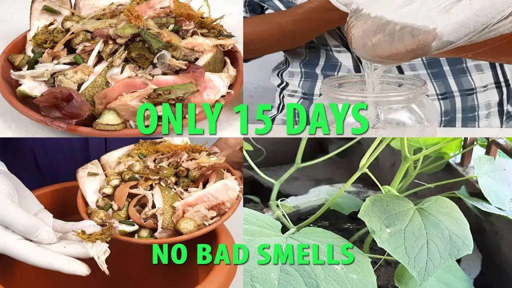 “How to Make Organic Liquid Fertilizer Using Kitchen Waste – The Best ...