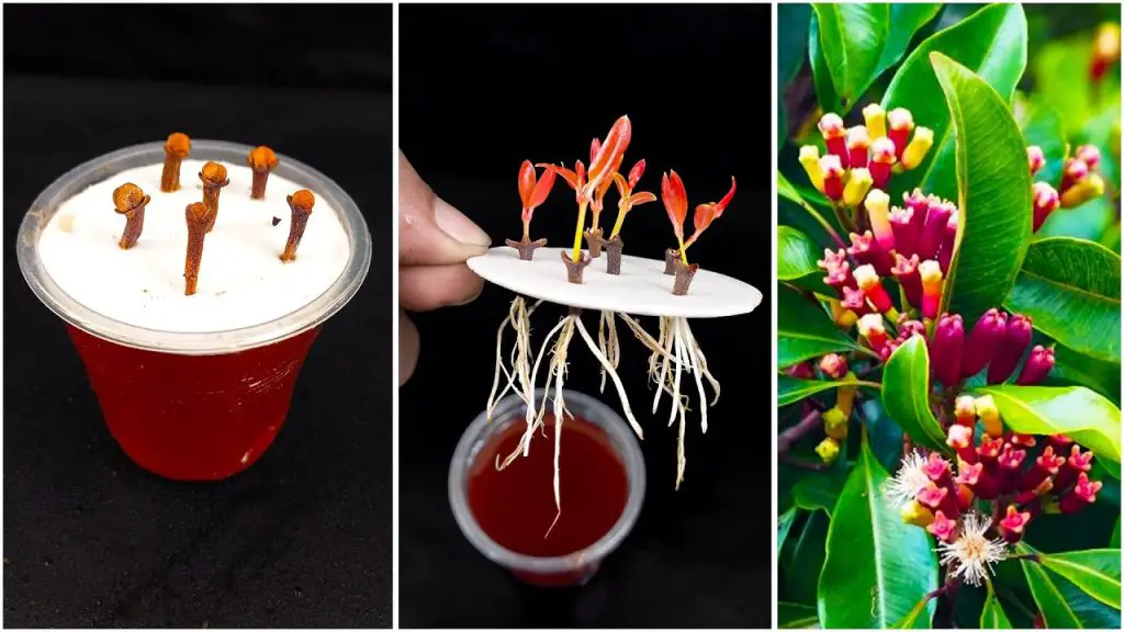 How to Grow Clove Plant from Cuttings at Home | Easy Water Propagation ...