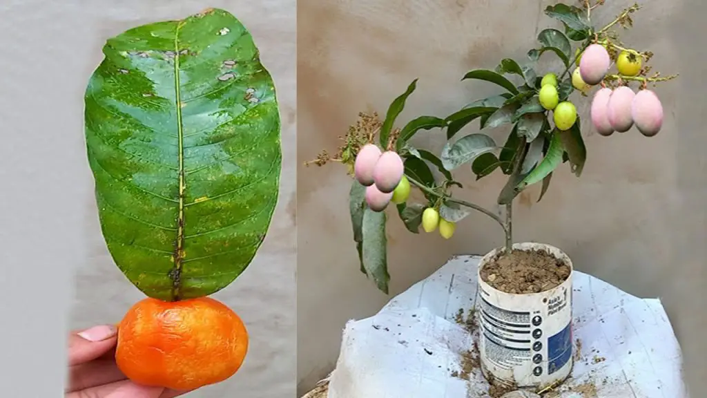 Surprising Way to Grow Mangoes with Tomatoes | How to Grow Mango from ...