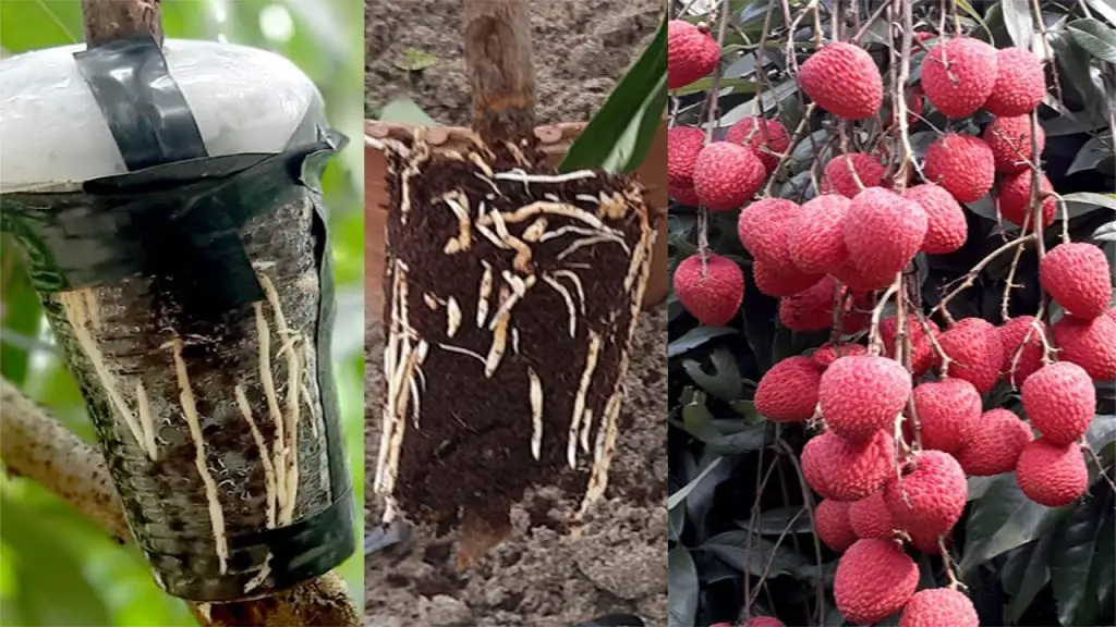Best Way to Air Layer a Lychee Tree | Easy Method to Grow Lychee from ...