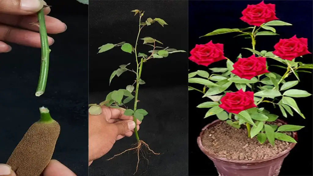 “Growing a Rose Plant from Cuttings: A Simple Guide” 🌹🌿 – Organic ...