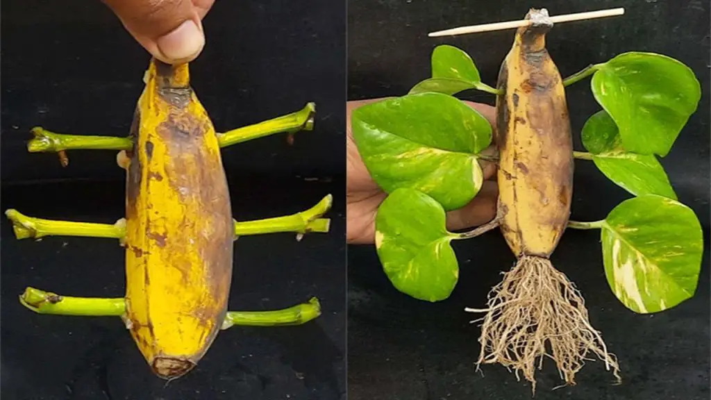 How to Propagate a Money Plant Using a Banana | 100% Success – Organic ...