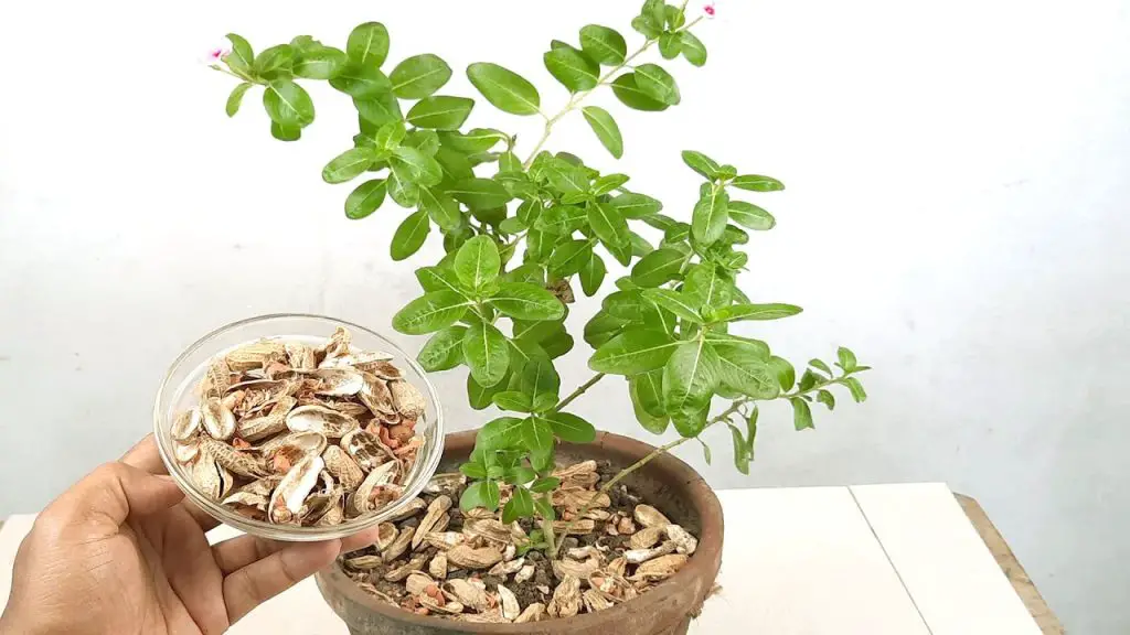 “How to Use Peanut Shells in Gardening | Easy & Effective Methods” 🌱🥜 ...