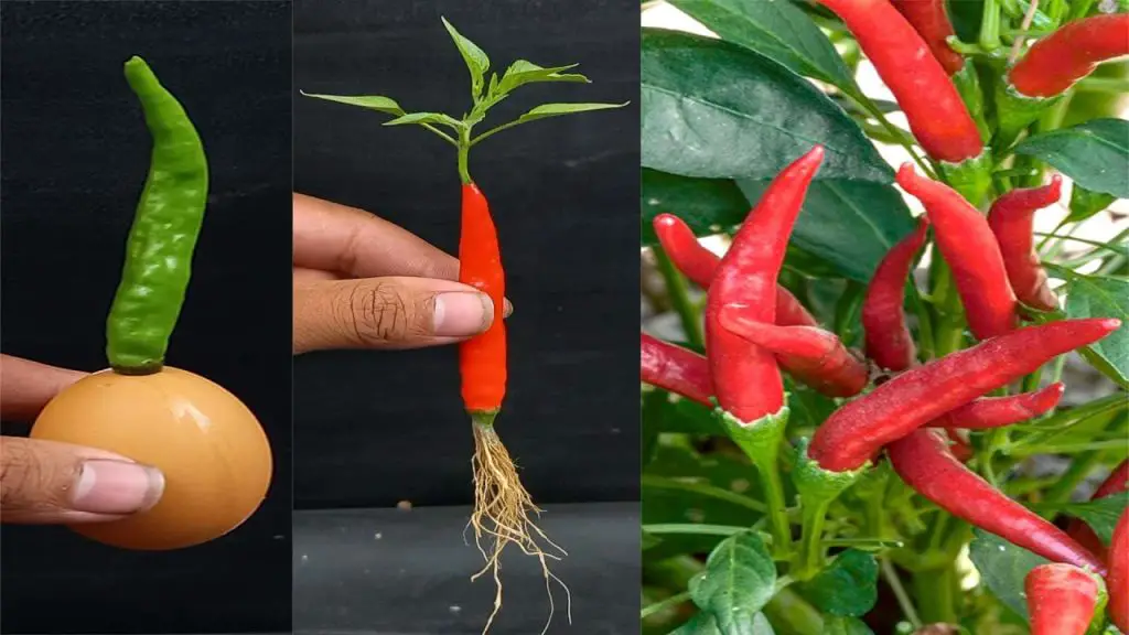 “Easy Tips for Growing Bell Peppers at Home – Perfect for Beginners!” 🌶 ...