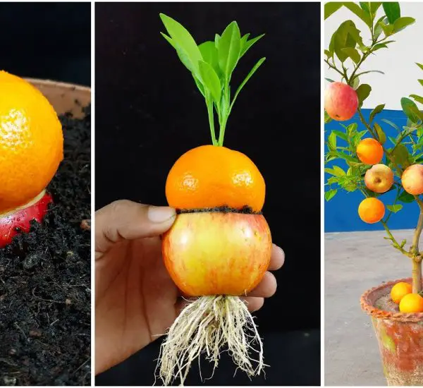 How to Grow a Plum Tree from a Cutting: A Step-by-Step Guide – Organic ...