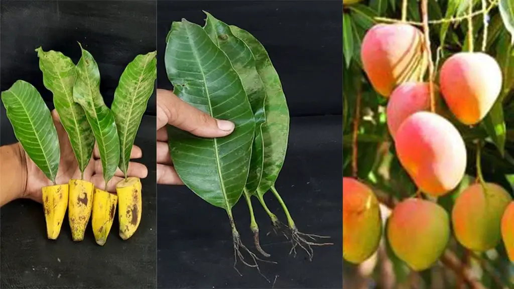 How to Grow Mango Trees from Mango Leaves | Best Natural Banana Rooting ...