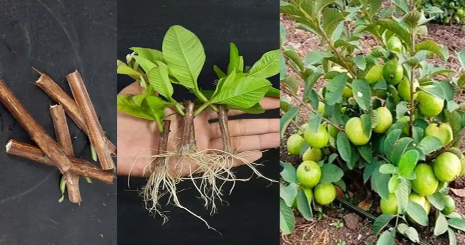 Easy Way to Propagate a Guava Tree from Small Cuttings | 100% Success ...
