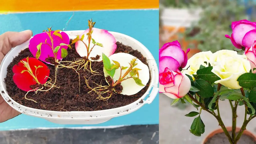 “Rose Propagation from Petals | Best Method to Grow Roses from Petals ...