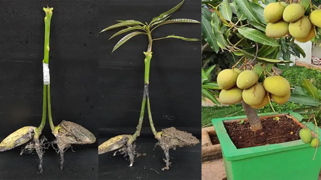“How to Graft a Mango Seed for 100% Success!” 🥭🌱 – Organic Gardening Tricks