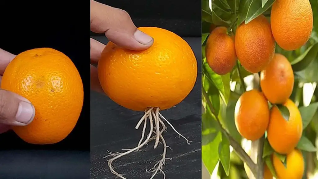 Unique Skill: How to Grow an Orange Tree from an Orange | Easy Way to ...