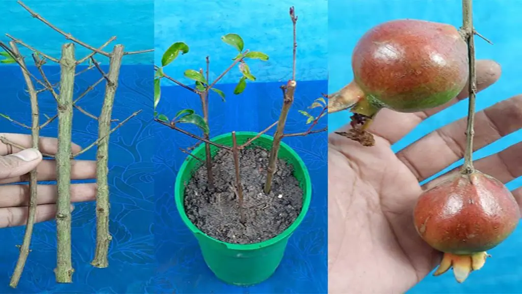 Easy Method to Grow a Pomegranate Tree from Cuttings (100% Success!) 🌱🍎 ...