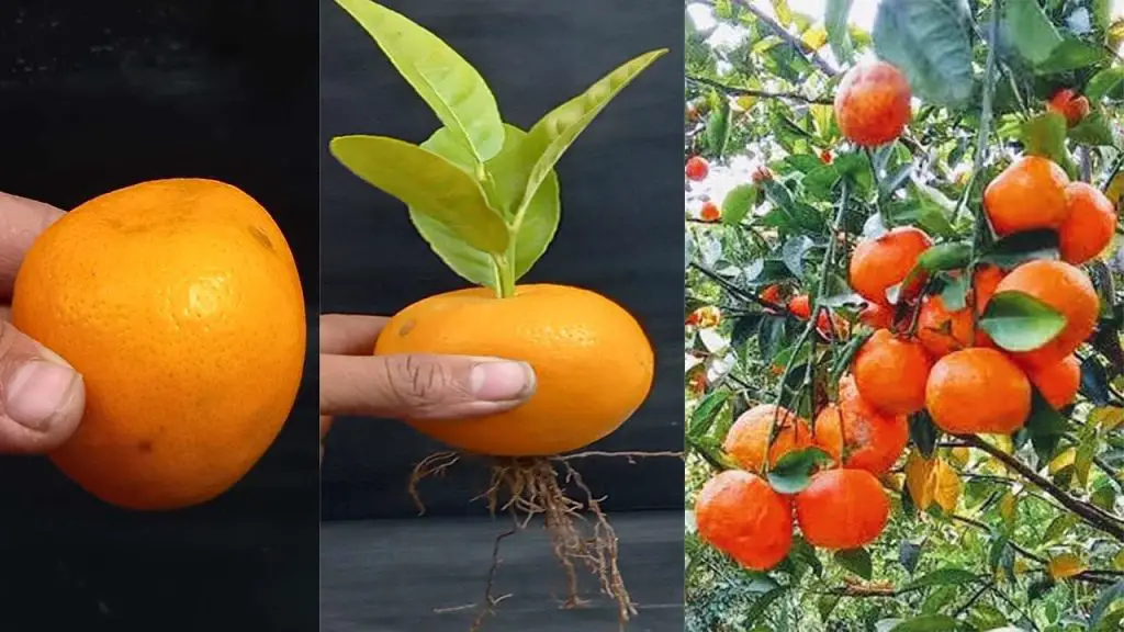 Best Way to Grow an Orange Tree from an Orange | 100% Success – Organic ...