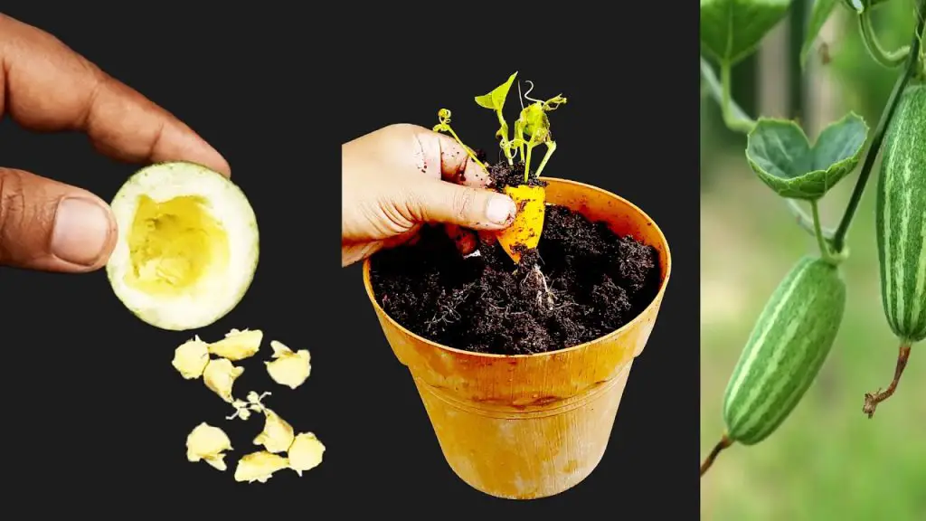 “Easy Way to Propagate Pointed Gourd from Seeds Using Banana Fruit ...