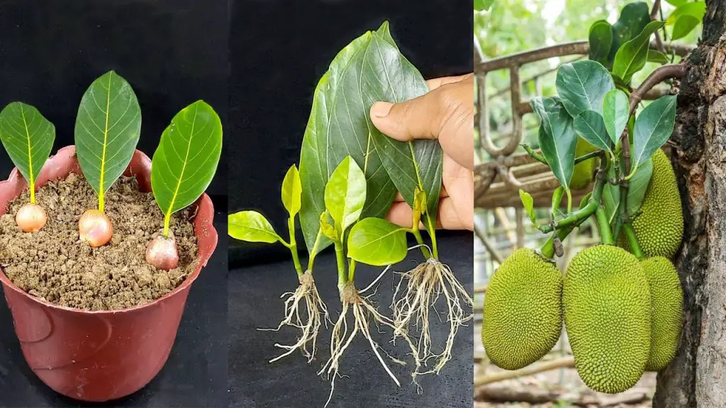 “Easy Way to Grow a Jackfruit Tree from Leaves Using Red Onion” 🌱🌳🧅 ...