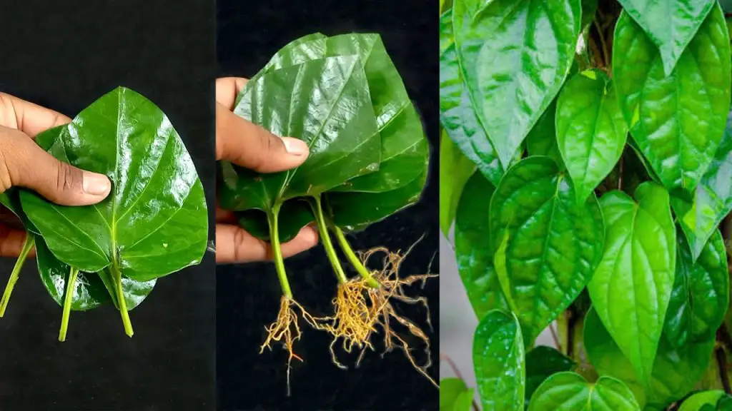 How to Grow Betel Leaf Plant from Leaf | Propagate Betel Leaf Tree from ...