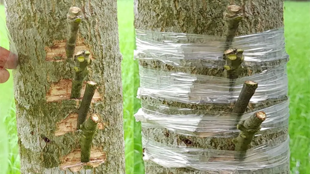 How to Perform Multi-Grafting on One Mango Tree – Organic Gardening Tricks