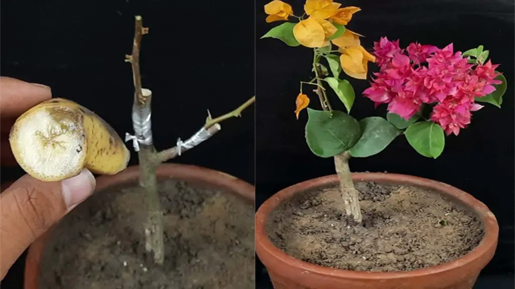 How to Perform Multicolour Bougainvillea Grafting: A New Grafting ...