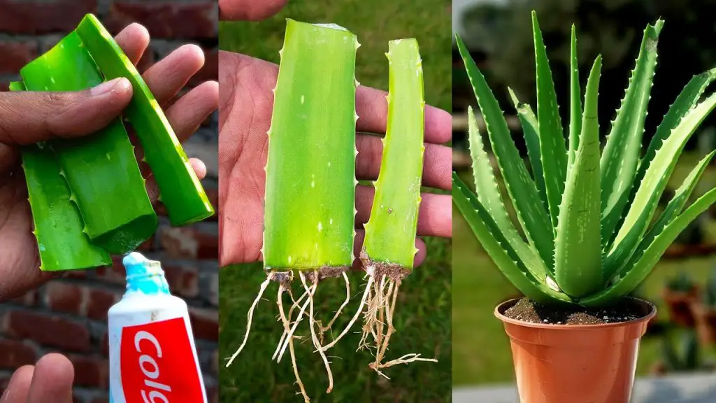 How to Grow Aloe Vera Plant at Home: An Easy Propagation Gardening Idea – Organic Gardening Tricks