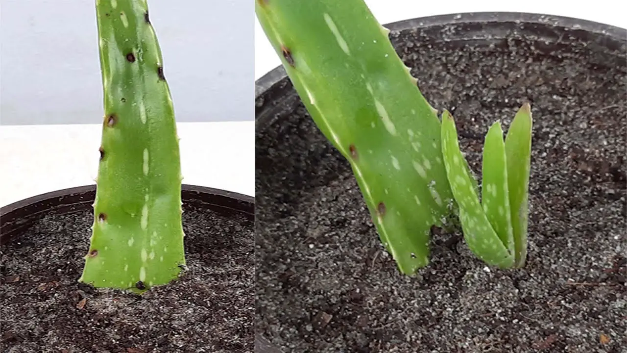 How to Grow Aloe Vera from Leaf Cuttings – Organic Gardening Tricks