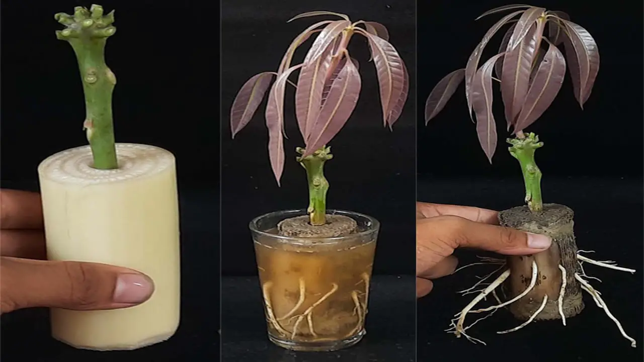 How to Grow a Mango Tree from Cuttings Using a Banana Tree Trunk – Organic Gardening Tricks